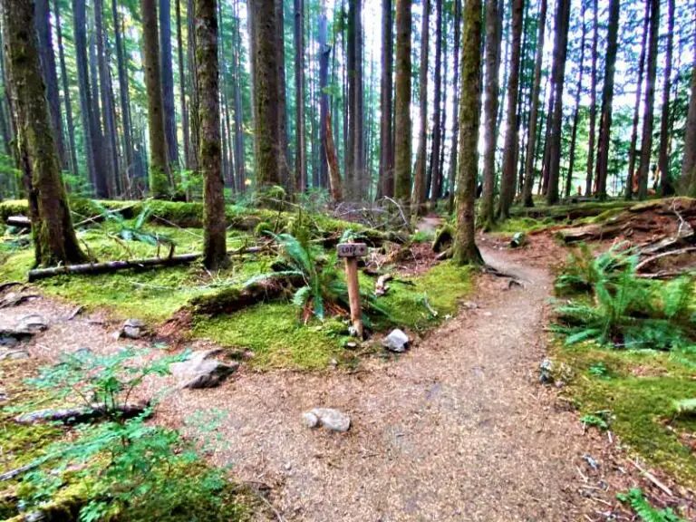 Ancient Groves Nature Trail: Complete Guide