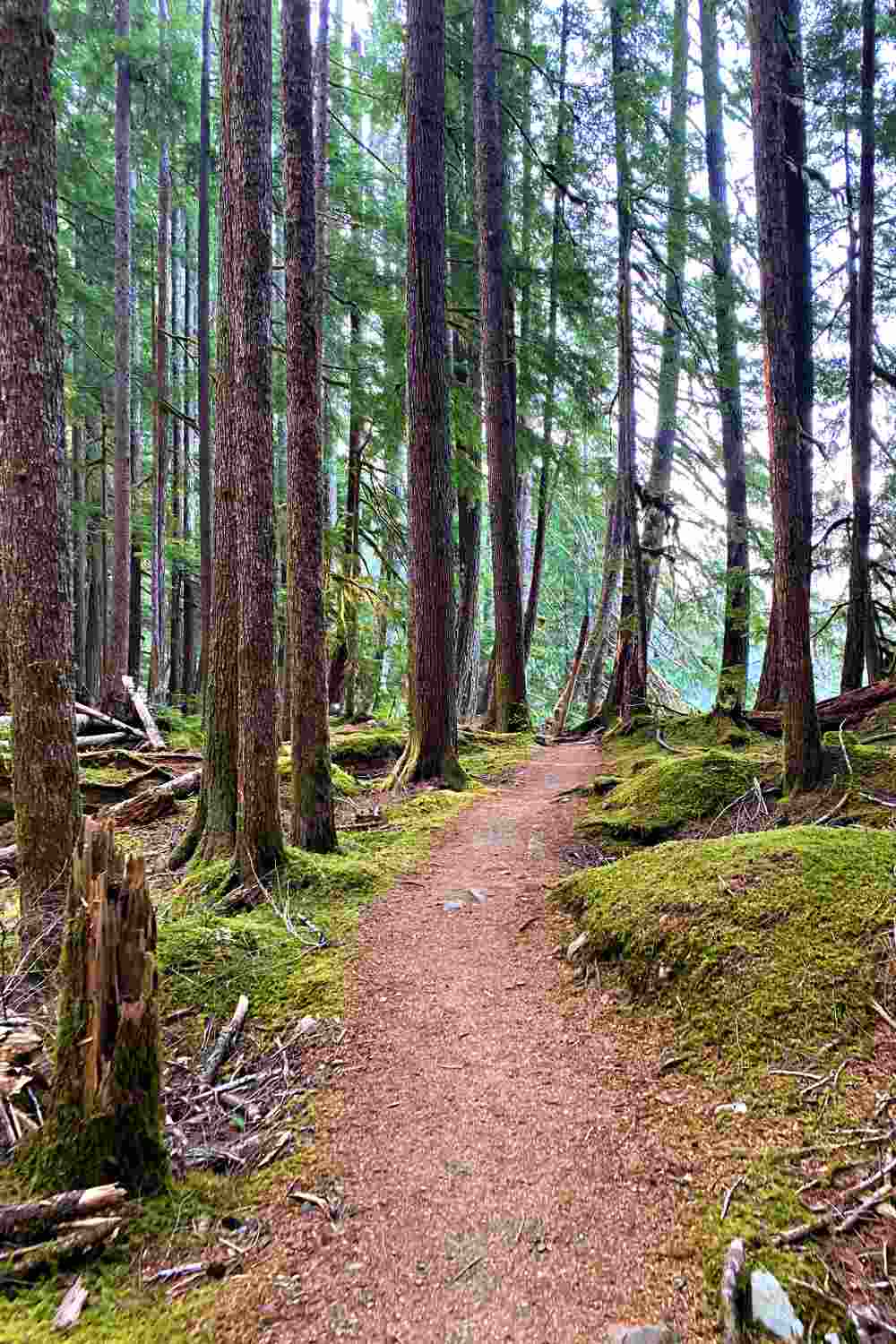 Ancient Groves Nature Trail: Complete Guide