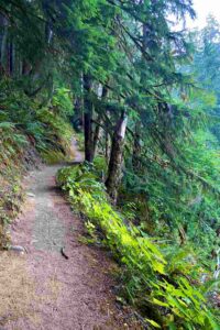 Ancient Groves Nature Trail: Complete Guide