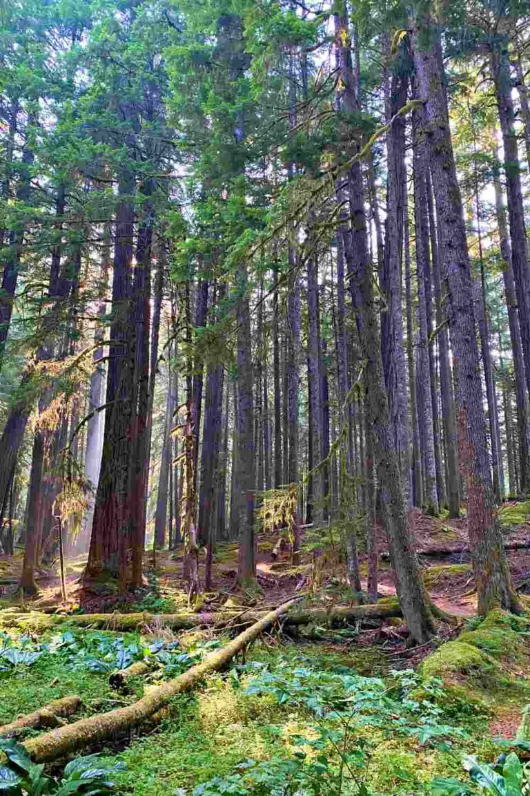 Ancient Groves Nature Trail: Complete Guide