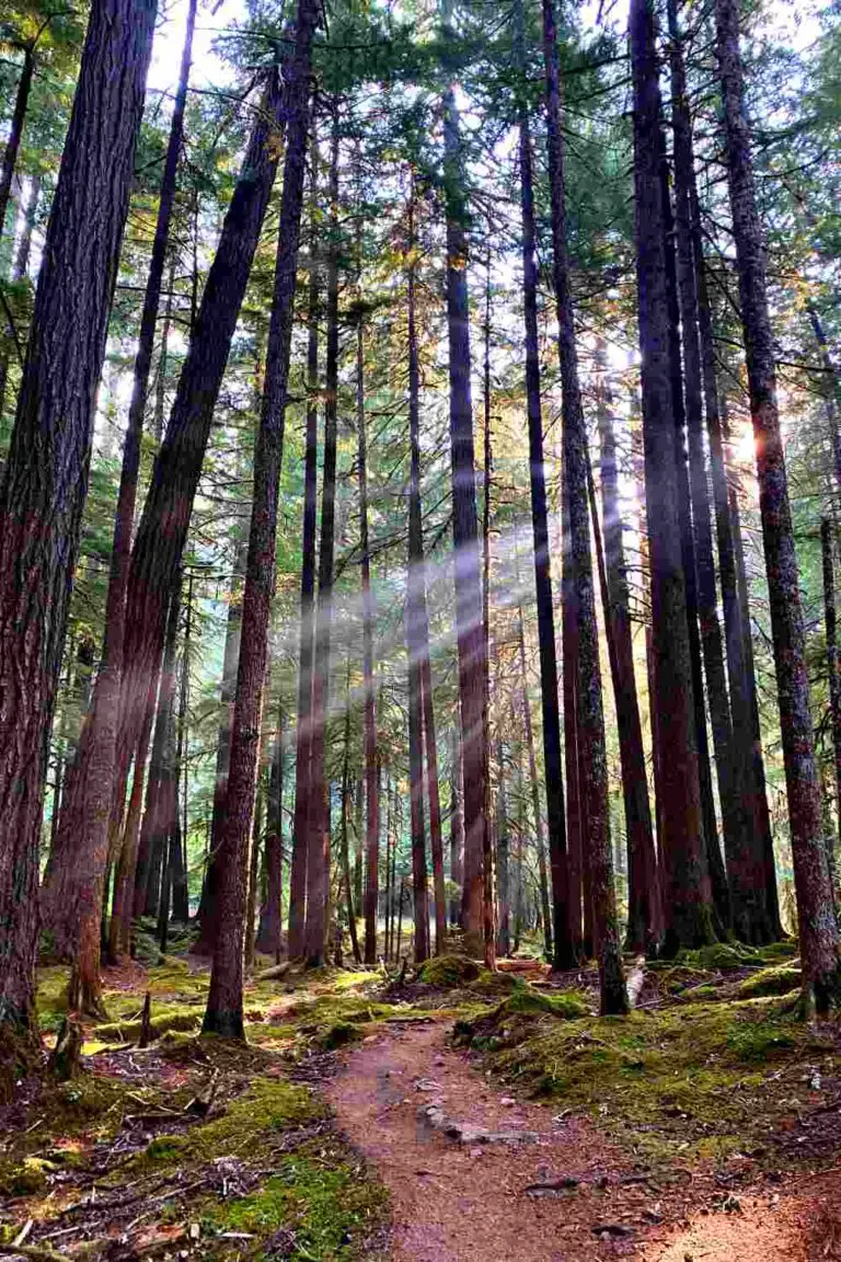 Ancient Groves Nature Trail: Complete Guide