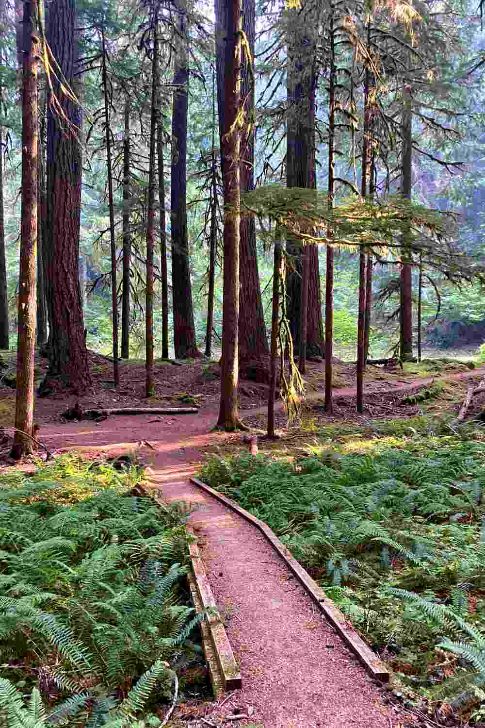 Ancient Groves Nature Trail: Complete Guide