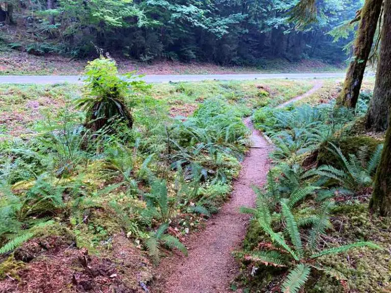 Ancient Groves Nature Trail: Complete Guide