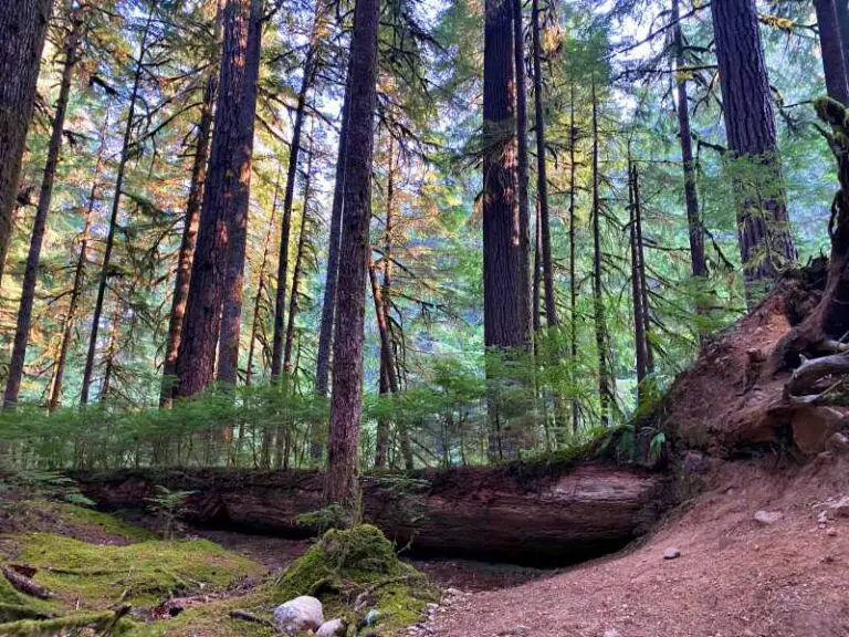 Ancient Groves Nature Trail: Complete Guide