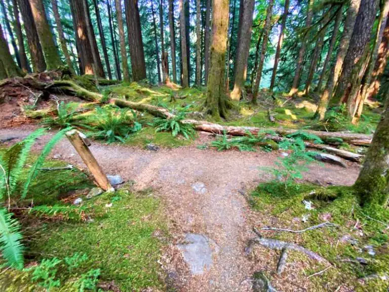 Ancient Groves Nature Trail: Complete Guide