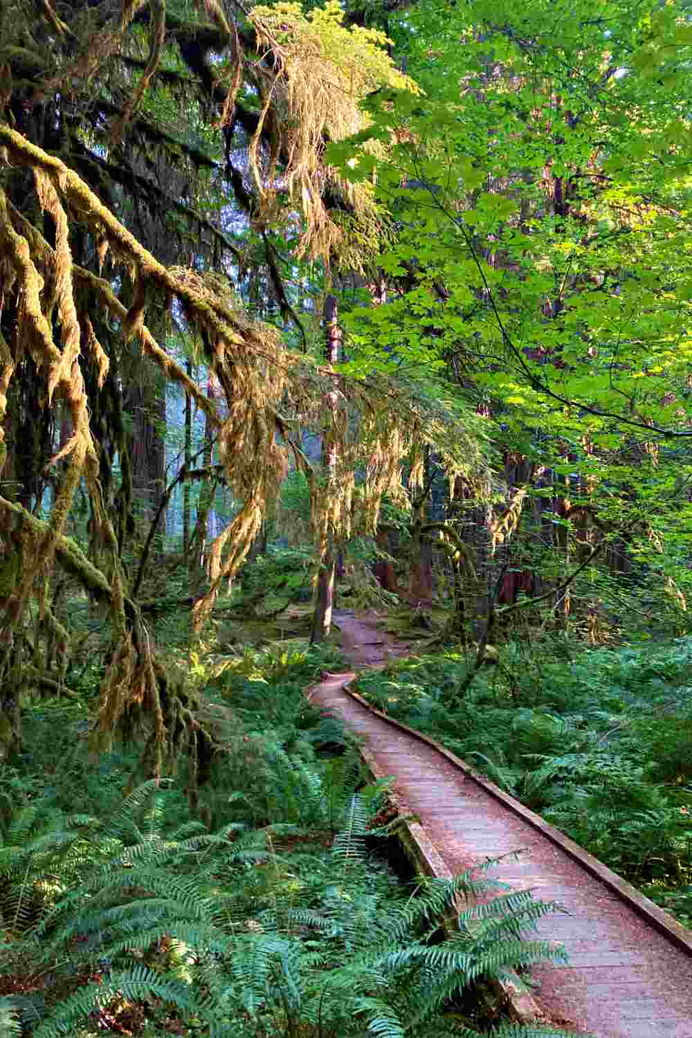 Ancient Groves Nature Trail: Complete Guide