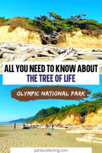 The Tree Of Life, Washington State: A Complete Guide