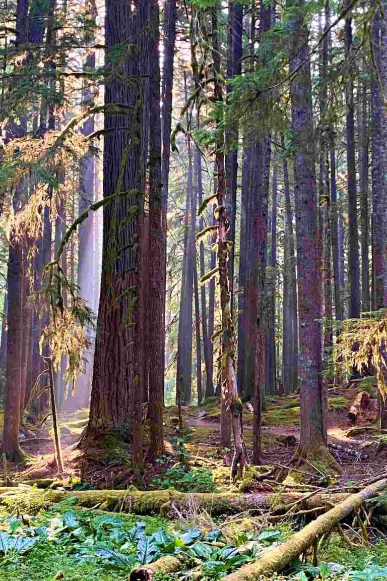 Ancient Groves Nature Trail: Complete Guide