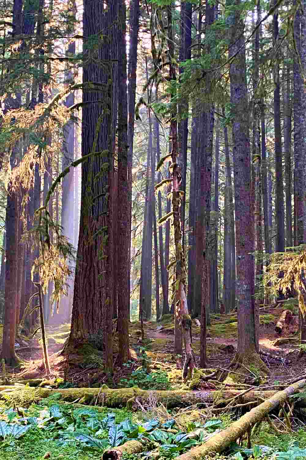 Ancient Groves Nature Trail: Complete Guide