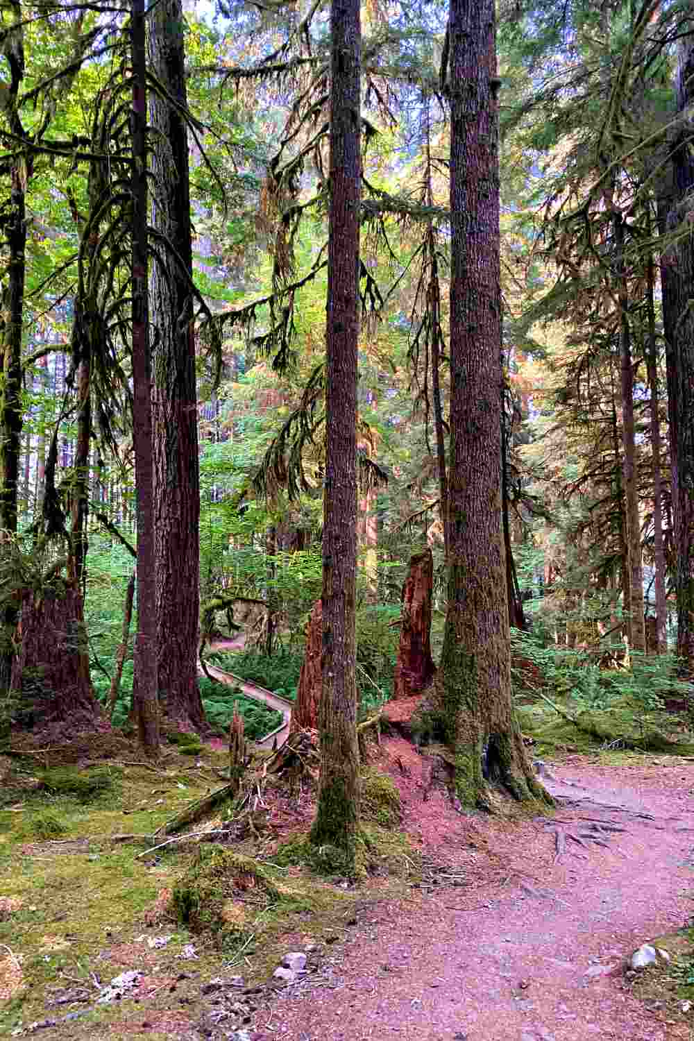 Ancient Groves Nature Trail: Complete Guide