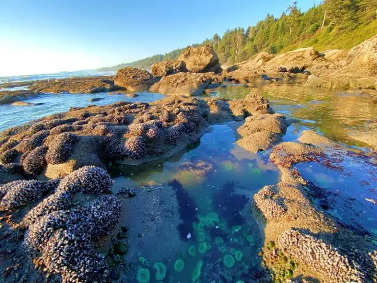 Best Tide Pools Olympic National Park: Complete Guide For First Time Visitors 2025