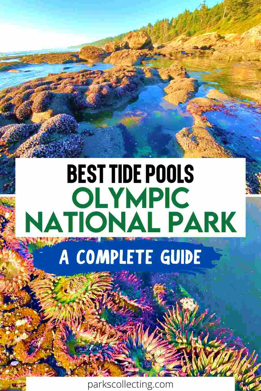 Best Tide Pools Olympic National Park: Complete Guide For First Time ...