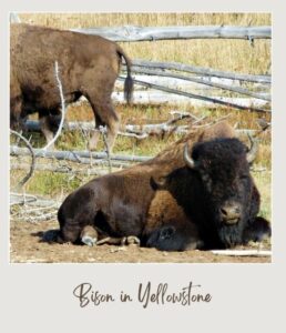 12 Surprising Fun Activities You Can Do In US National Parks