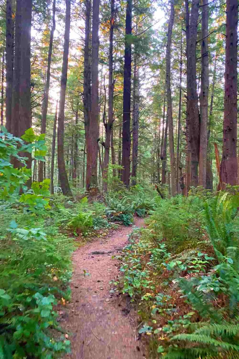 Third Beach, La Push: Complete Guide 2025
