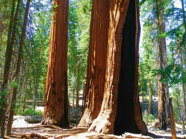 10 Fun Facts About Sequoia National Park