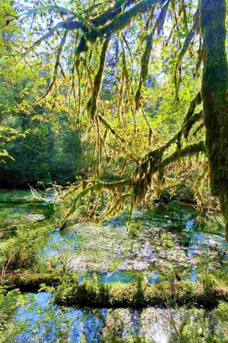 Hoh Rainforest Hall Of Mosses Trail Guide