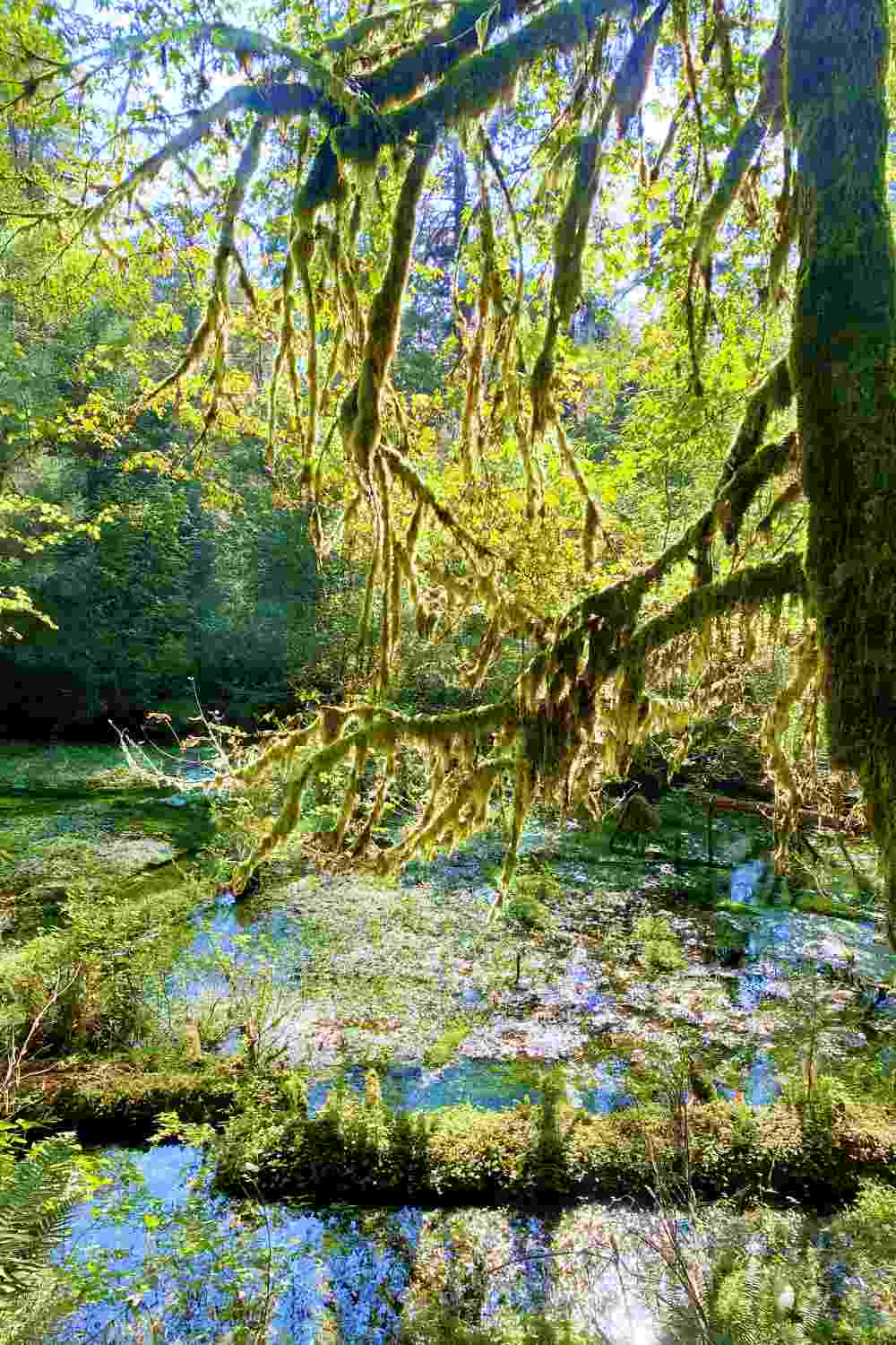 Hoh Rainforest Hall Of Mosses Trail Guide