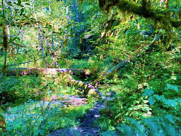 Hiking The Hoh River Trail, Olympic National Park: Complete Guide