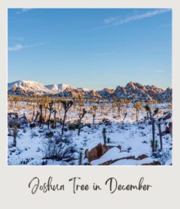 Visiting Joshua Tree National Park: What To Expect Throughout The Year
