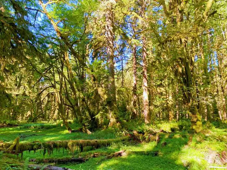 Maple Glade Rainforest Trail And Kestner Homestead Trail: Complete ...