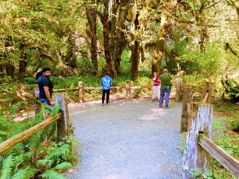 Hoh Rainforest Hall Of Mosses Trail Guide