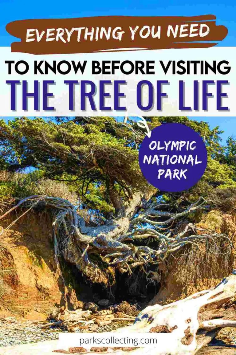 The Tree Of Life, Washington State: A Complete Guide