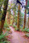5 Best Hikes Near Lake Crescent In Washington