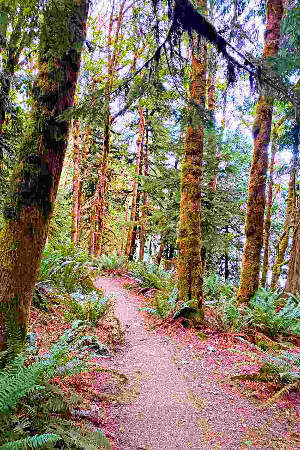 5 Best Hikes Near Lake Crescent In Washington
