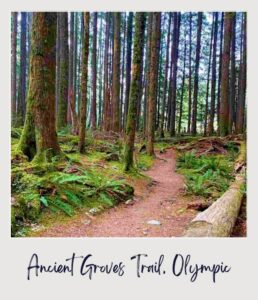Ancient Groves Nature Trail: Complete Guide