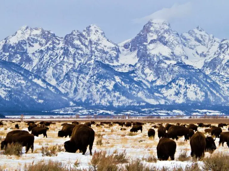 Visiting Grand Teton National Park In Winter: Complete Guide