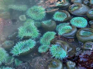 Kalaloch Beach 4, Olympic National Park 2025