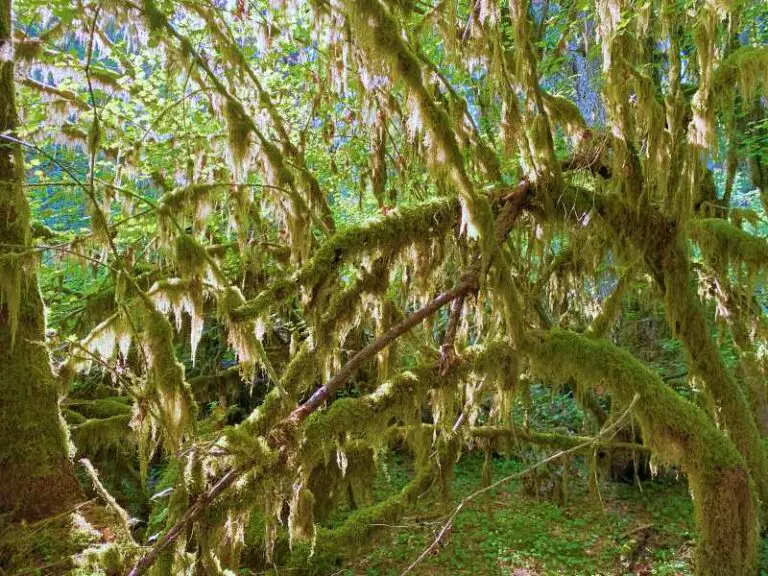 Hoh Rainforest Hall Of Mosses Trail Guide