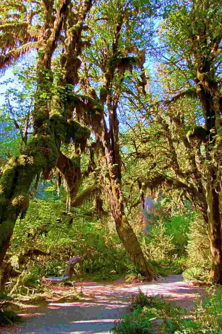 Hoh Rainforest Hall Of Mosses Trail Guide