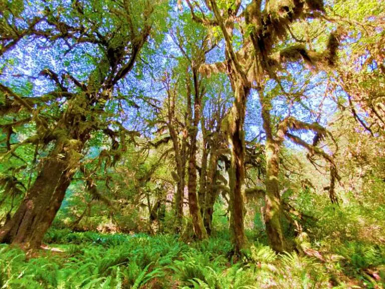 Hoh Rainforest Hall Of Mosses Trail Guide