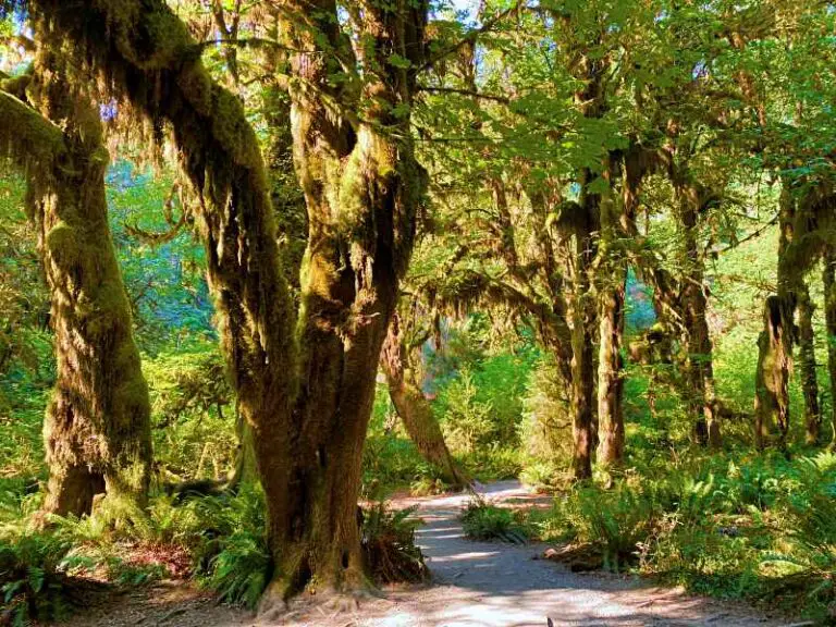 Hoh Rainforest Hall Of Mosses Trail Guide