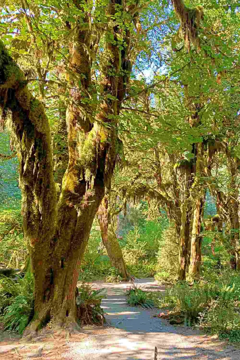 Hoh Rainforest Hall Of Mosses Trail Guide