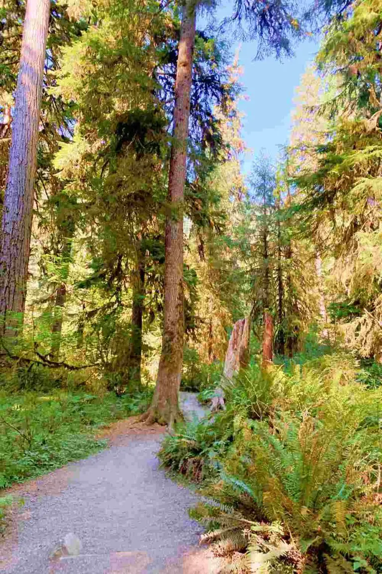 Hoh Rainforest Hall Of Mosses Trail Guide