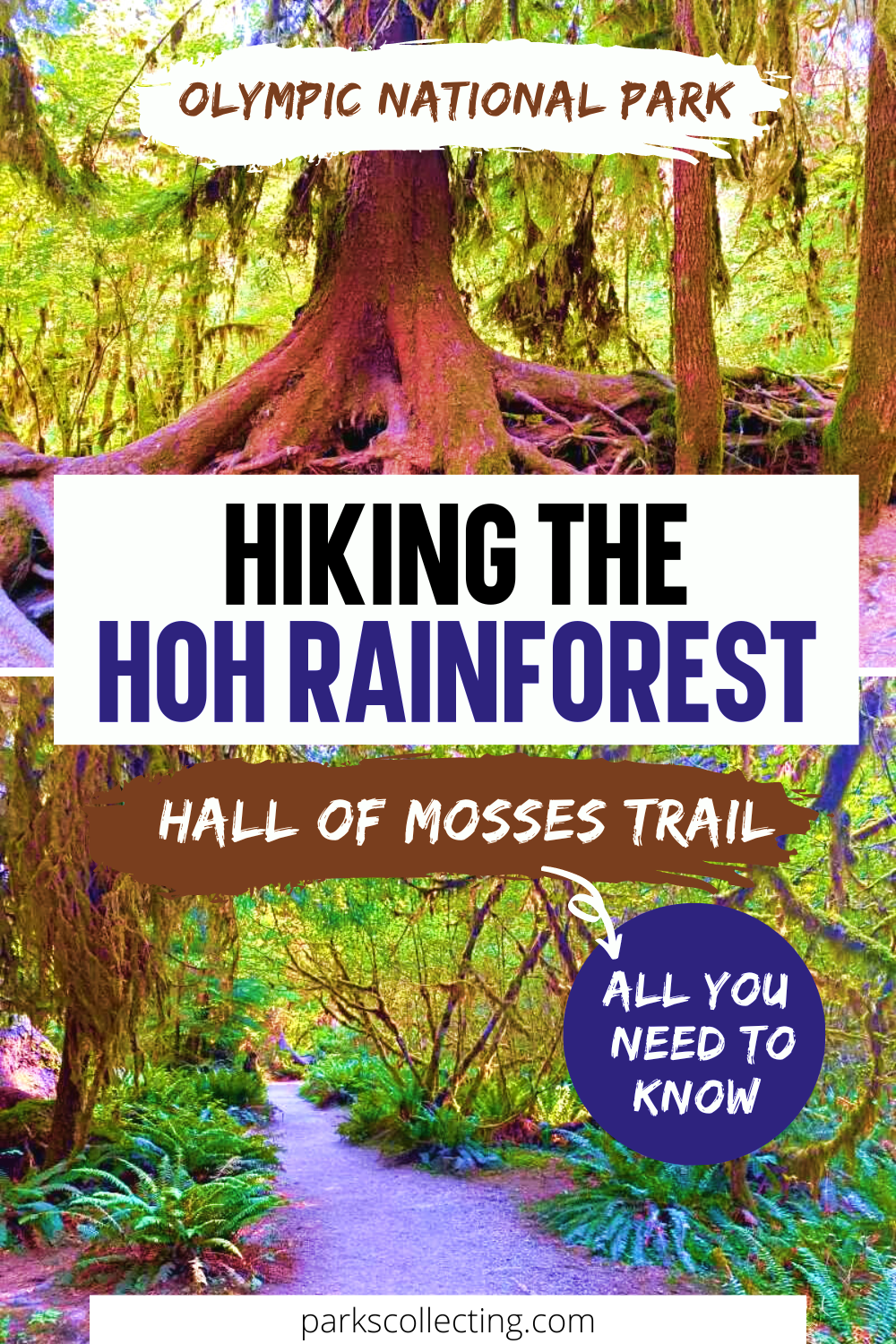 Hoh Rainforest Hall Of Mosses Trail Guide