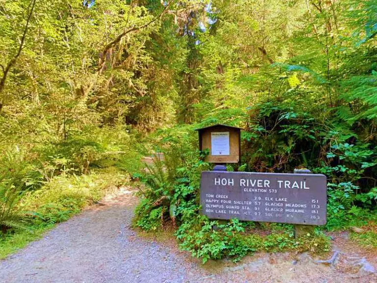 Hiking The Hoh River Trail, Olympic National Park: Complete Guide