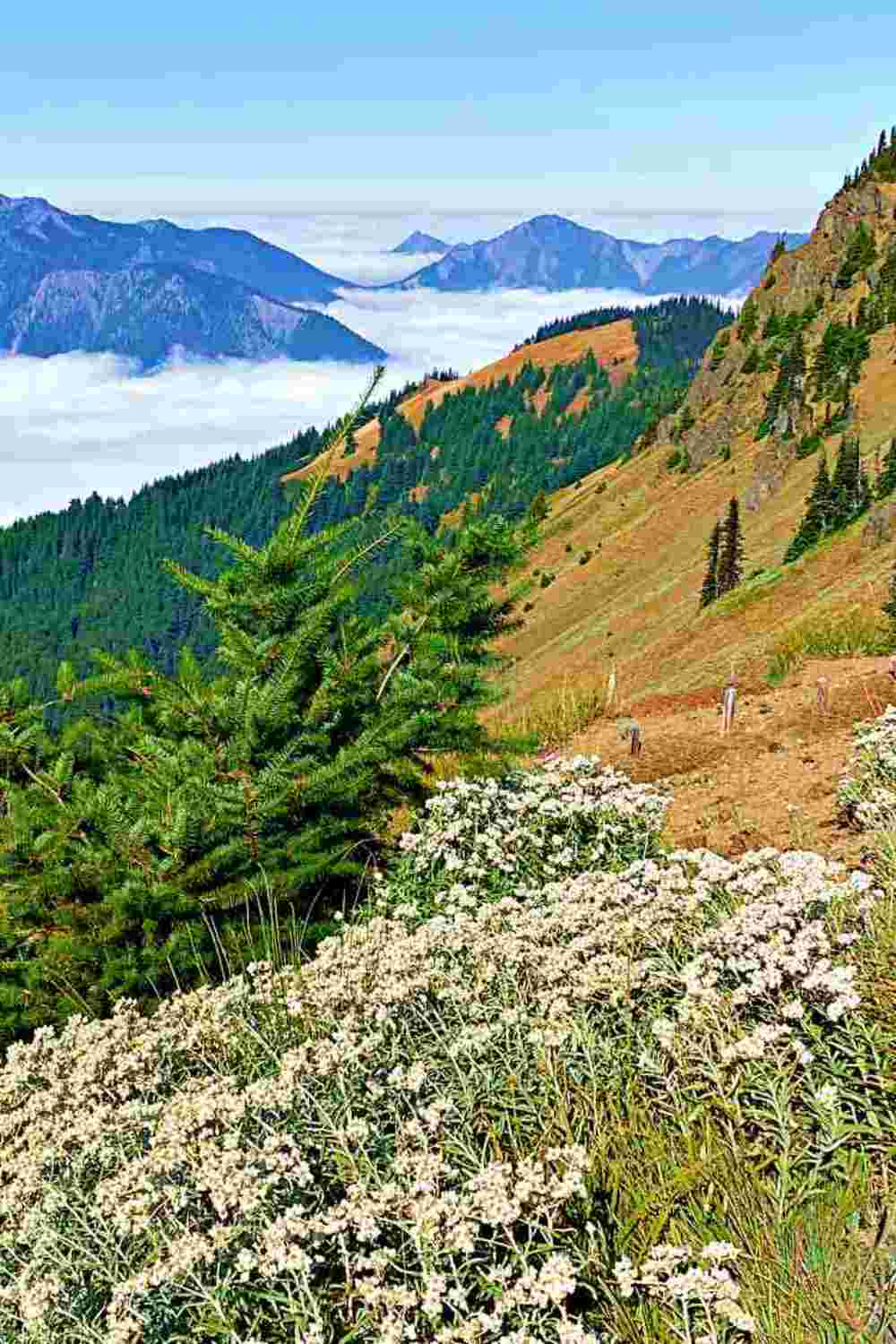 10 Best Hurricane Ridge Hikes