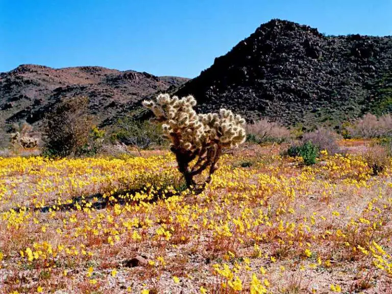 Visiting Joshua Tree National Park: What To Expect Throughout The Year