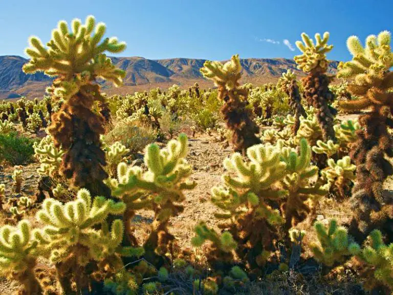 Visiting Joshua Tree National Park: What To Expect Throughout The Year