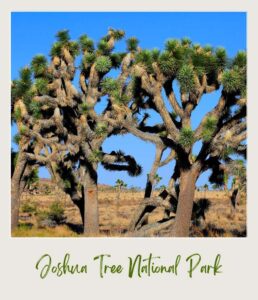 10 Fun Facts About Joshua Tree National Park 2025
