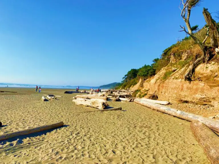 The Tree Of Life, Washington State: A Complete Guide