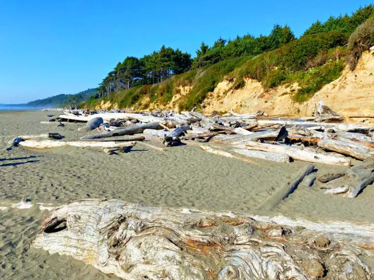 The Tree Of Life, Washington State: A Complete Guide