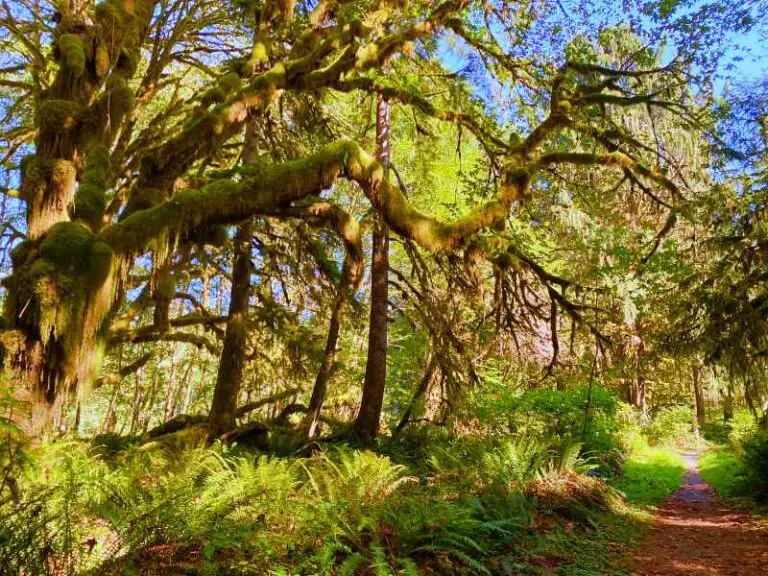 Maple Glade Rainforest Trail And Kestner Homestead Trail: Complete ...