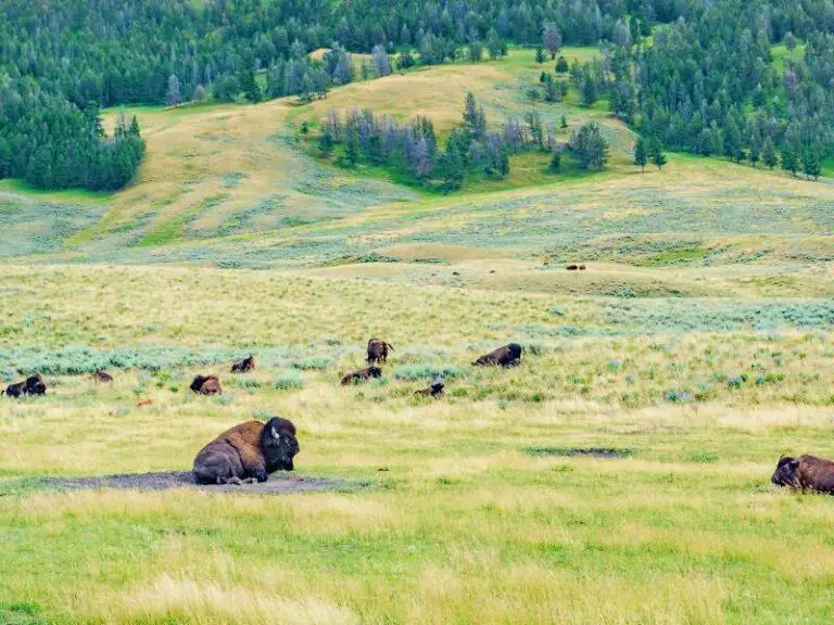 The Yellowstone Lamar Valley Scenic Drive: A Complete Guide