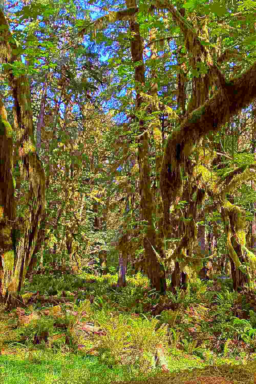 5 Best Lake Quinault Hikes