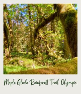 Maple Glade Rainforest Trail And Kestner Homestead Trail: Complete ...