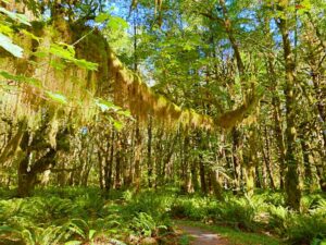 Maple Glade Rainforest Trail And Kestner Homestead Trail: Complete ...